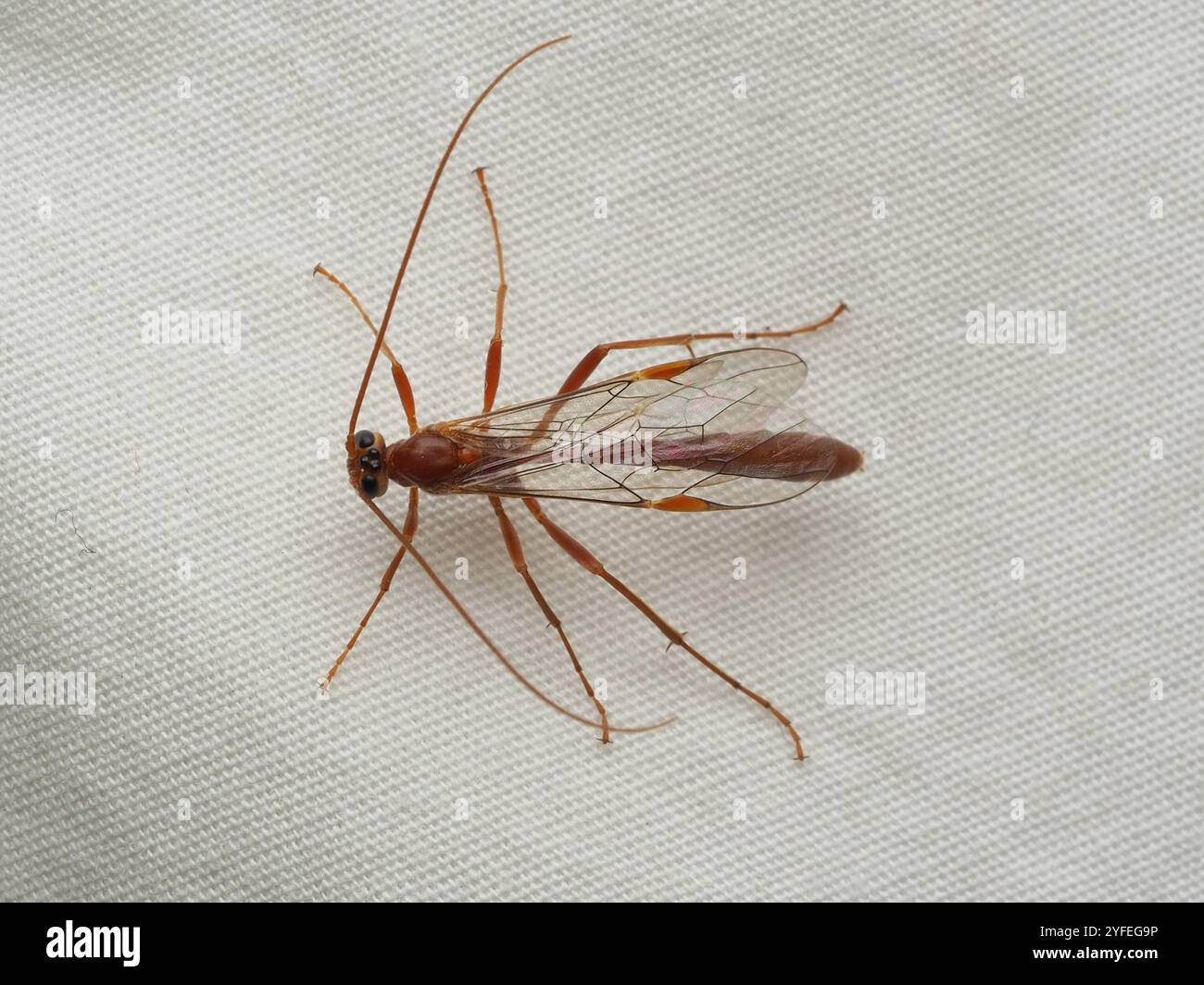 Ichneumonid Wasps (Ichneumonidae Stock Photo - Alamy