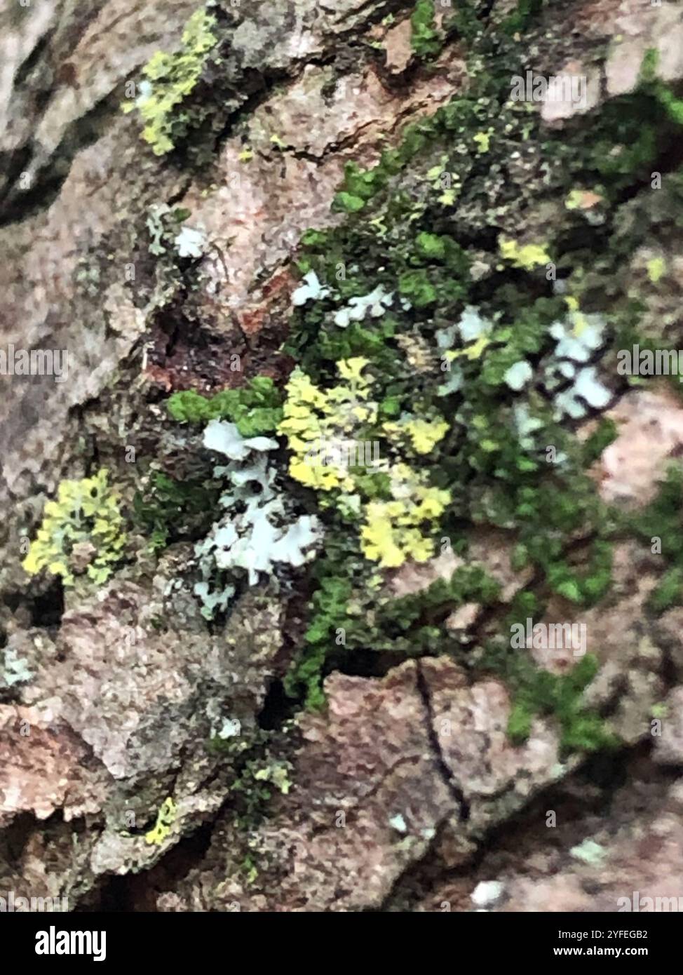 Candleflame Lichen (Candelaria concolor Stock Photo - Alamy