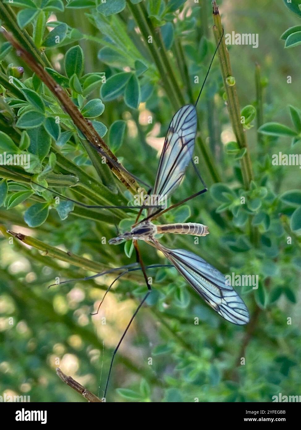 European Crane Fly (Tipula paludosa Stock Photo - Alamy