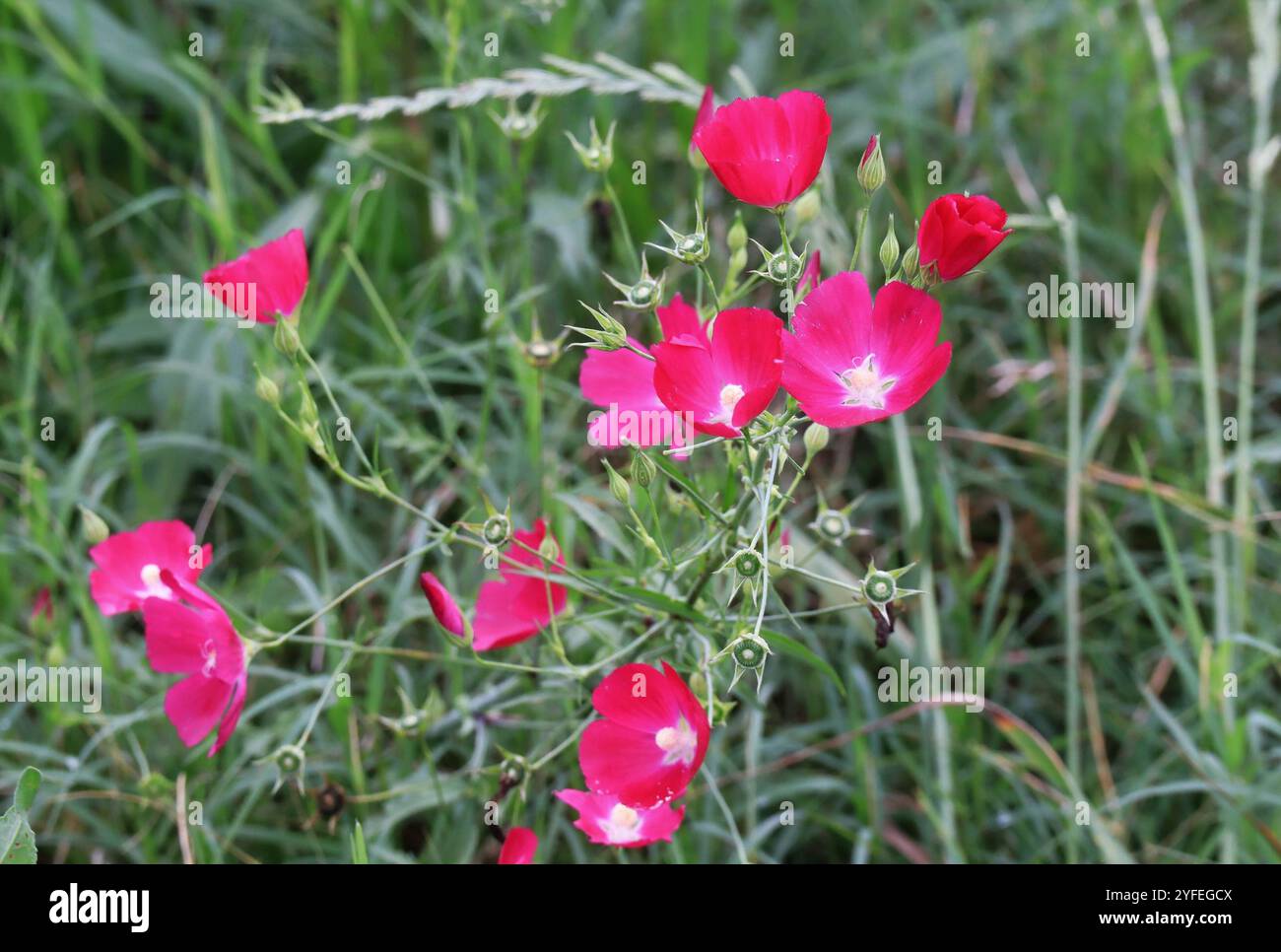 tall poppymallow (Callirhoe leiocarpa Stock Photo - Alamy