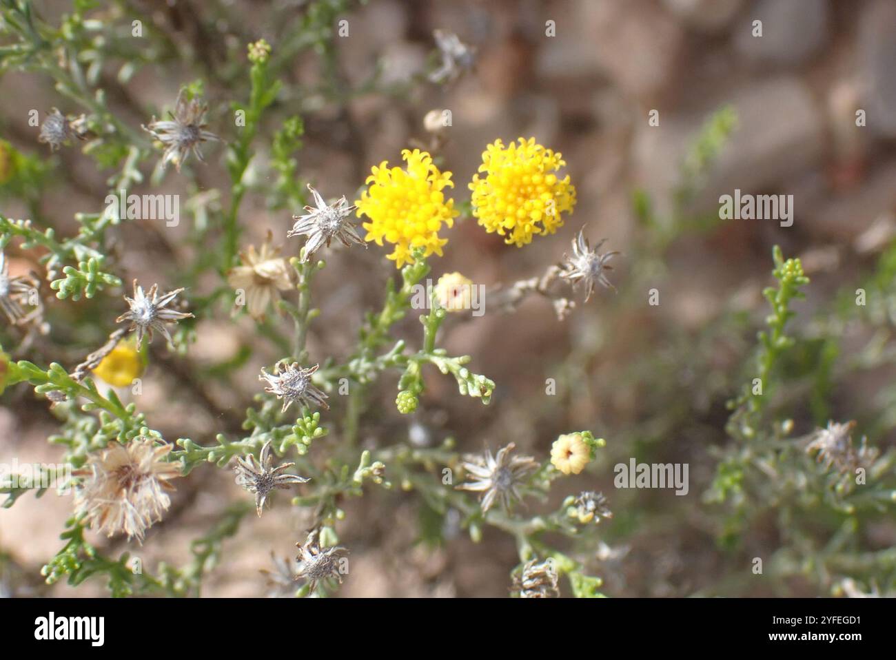 Bitterbush (Chrysocoma ciliata Stock Photo - Alamy