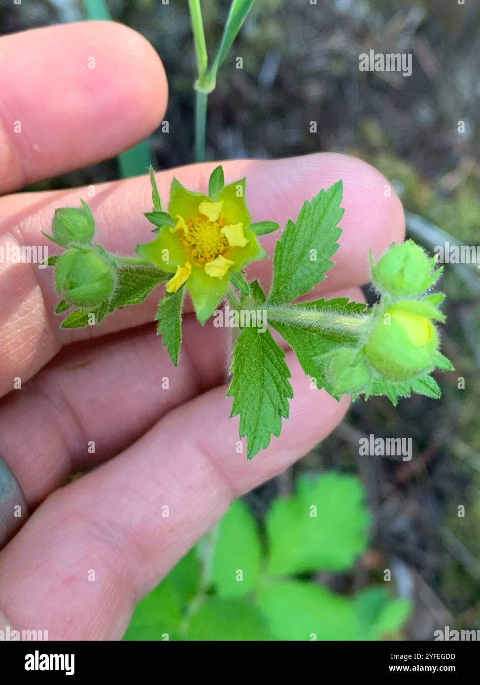 sticky cinquefoil (Drymocallis glandulosa Stock Photo - Alamy
