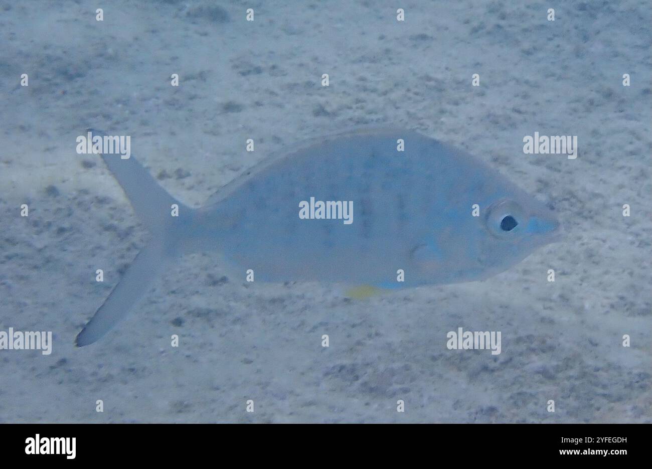 Yellowfin Mojarra (Gerres cinereus Stock Photo - Alamy