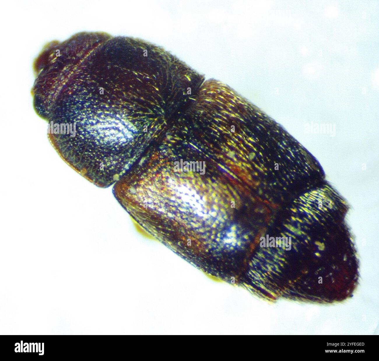 Corn Sap Beetle (Carpophilus dimidiatus Stock Photo - Alamy