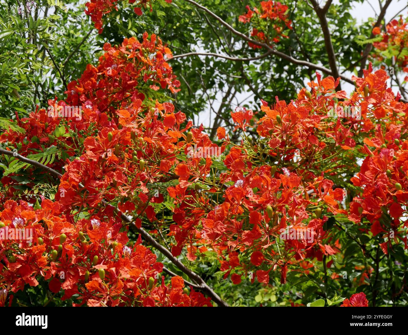flame tree or delonix regia in bloom, close up with red flowers ...