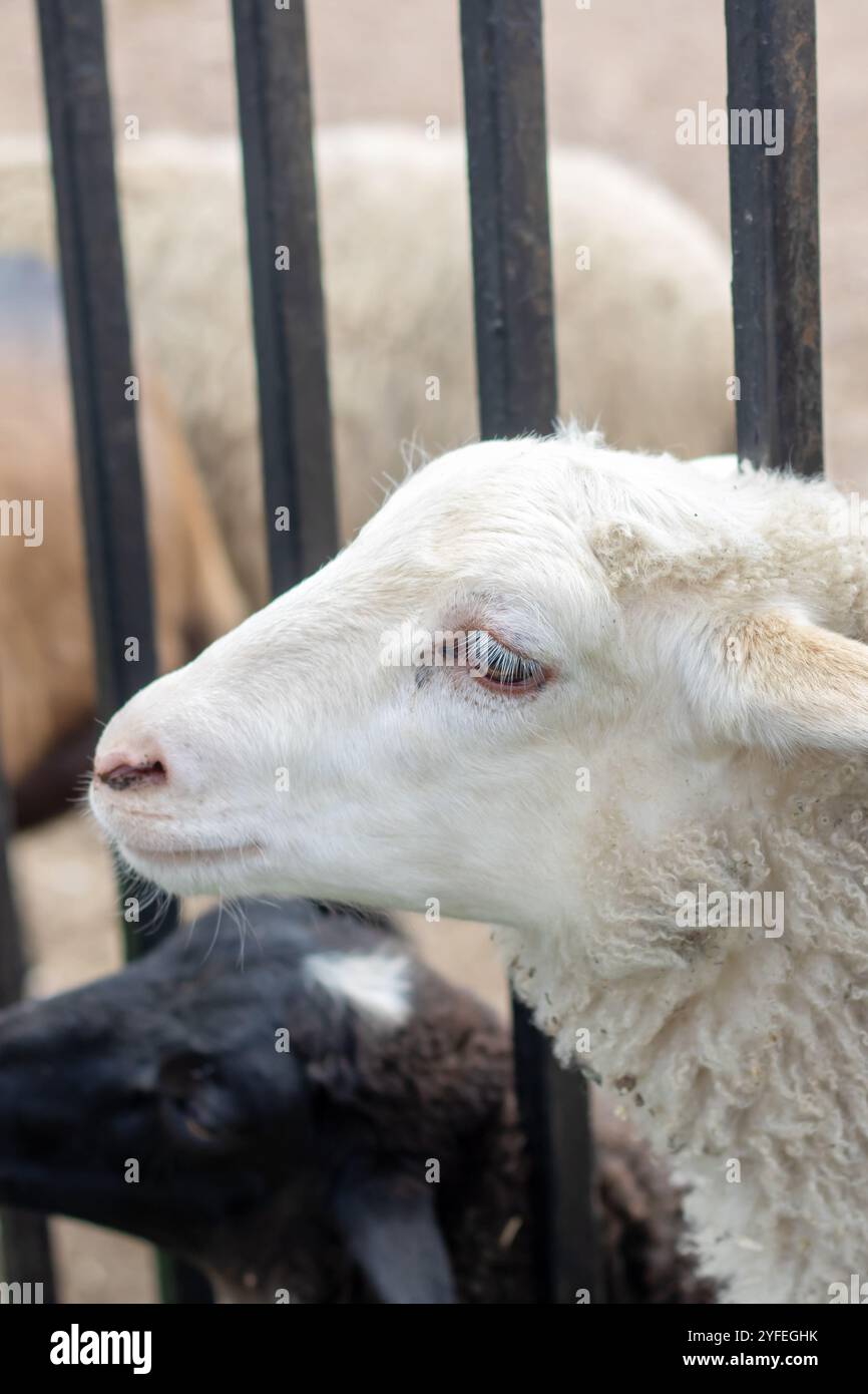 A group of goats can be observed standing behind a fence, curiously ...