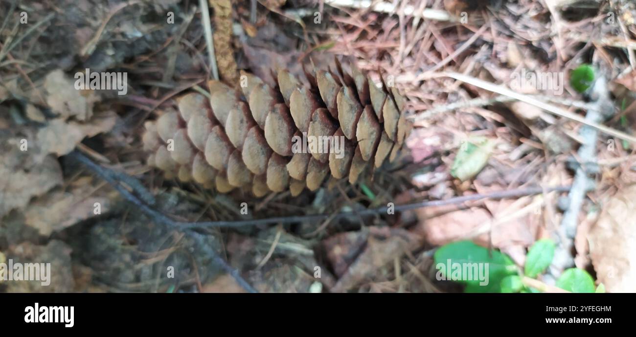 Siberian spruce (Picea obovata Stock Photo - Alamy