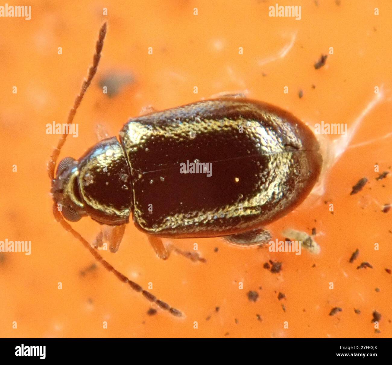 Spurge Flea Beetles (Aphthona Stock Photo - Alamy