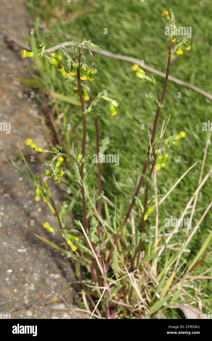 common groundsel (Senecio vulgaris Stock Photo - Alamy