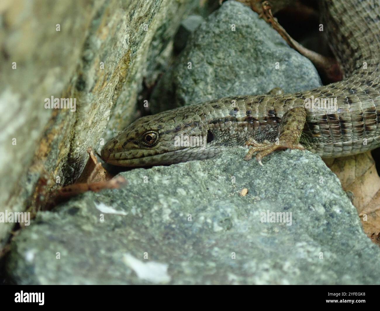 Northern Alligator Lizard (Elgaria coerulea Stock Photo - Alamy