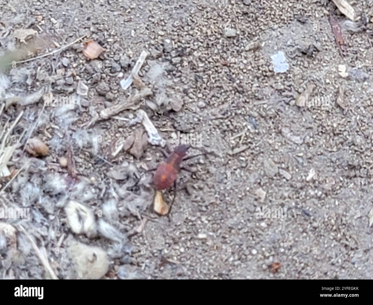 Leaf-footed Bugs and Allies (Coreoidea Stock Photo - Alamy