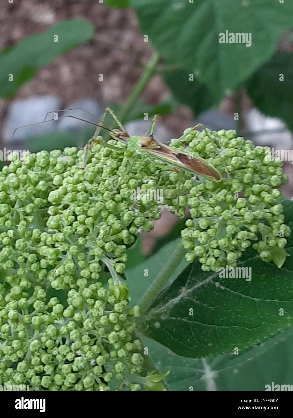 Pale Green Assassin Bug (Zelus luridus Stock Photo - Alamy