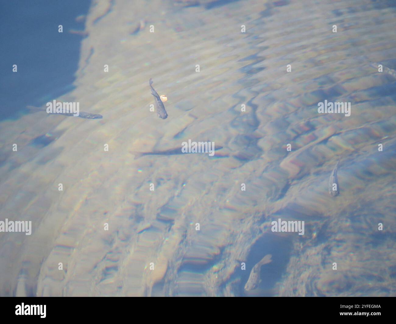Salmons and Trouts (Salmoninae Stock Photo - Alamy