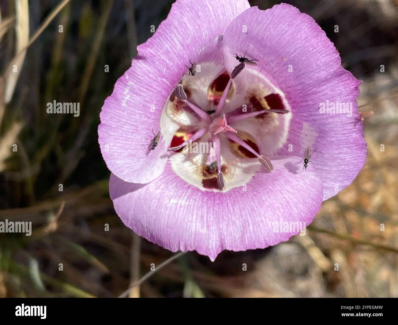 clay mariposa lily (Calochortus argillosus Stock Photo - Alamy