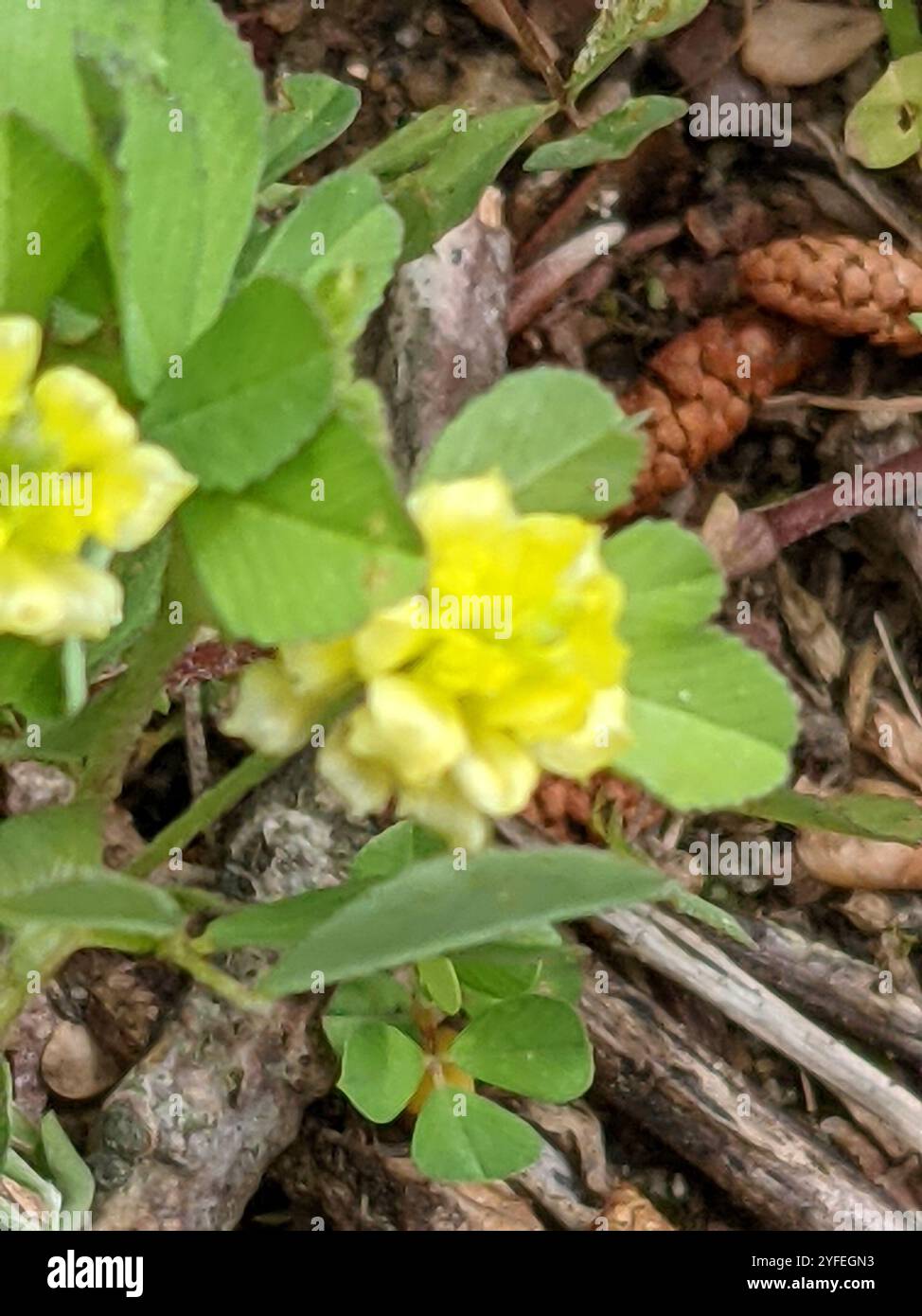 hop trefoil (Trifolium campestre Stock Photo - Alamy