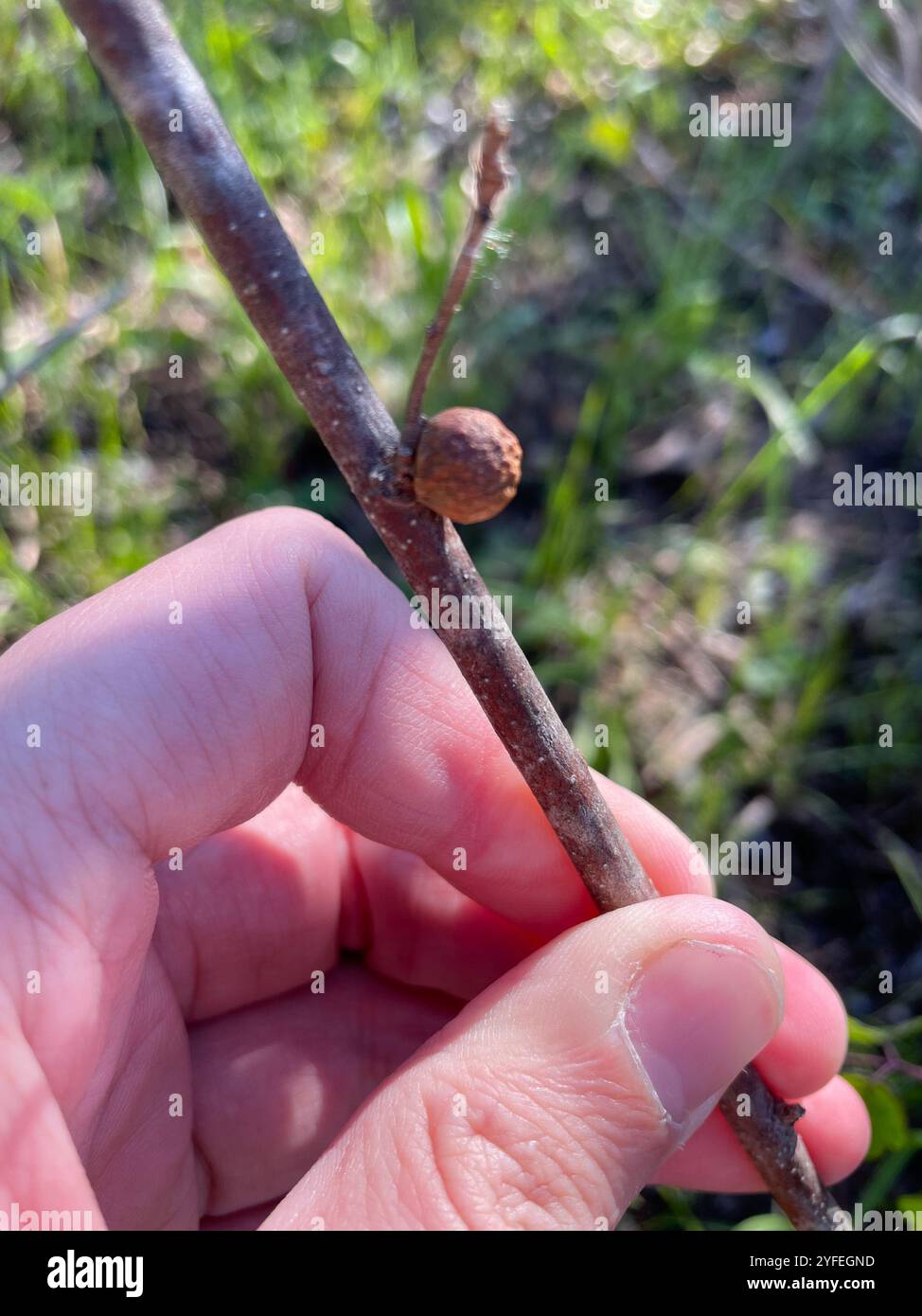 Round Bullet Gall Wasp (Disholcaspis quercusglobulus Stock Photo - Alamy