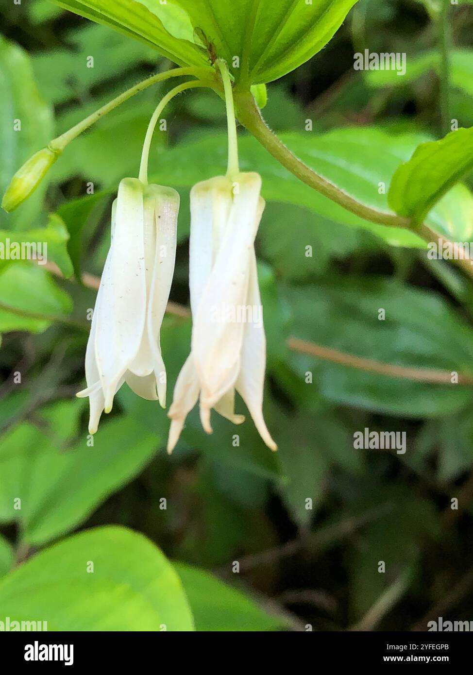 largeflower fairybells (Prosartes smithii Stock Photo - Alamy