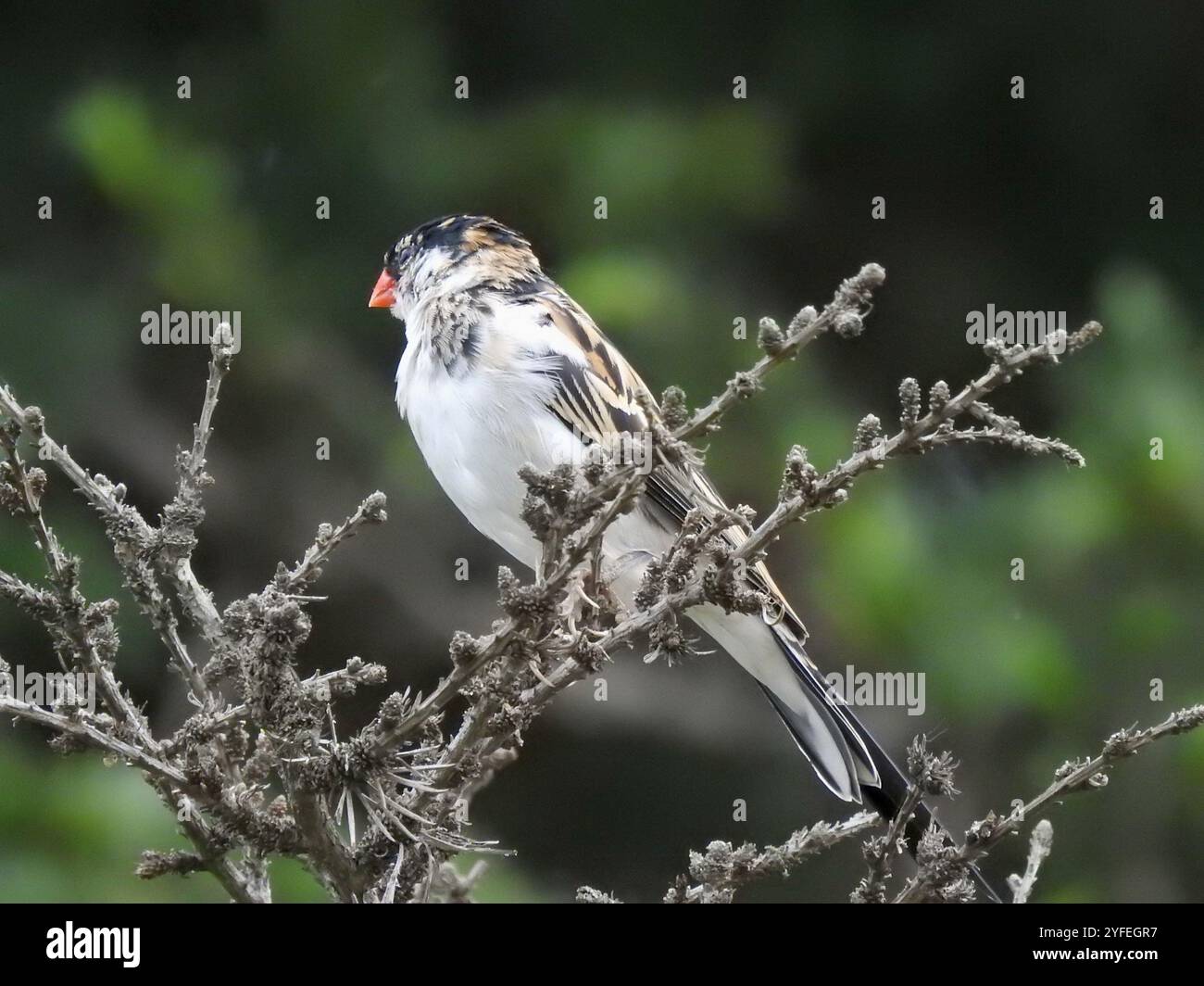 Pin-tailed Whydah (Vidua macroura Stock Photo - Alamy