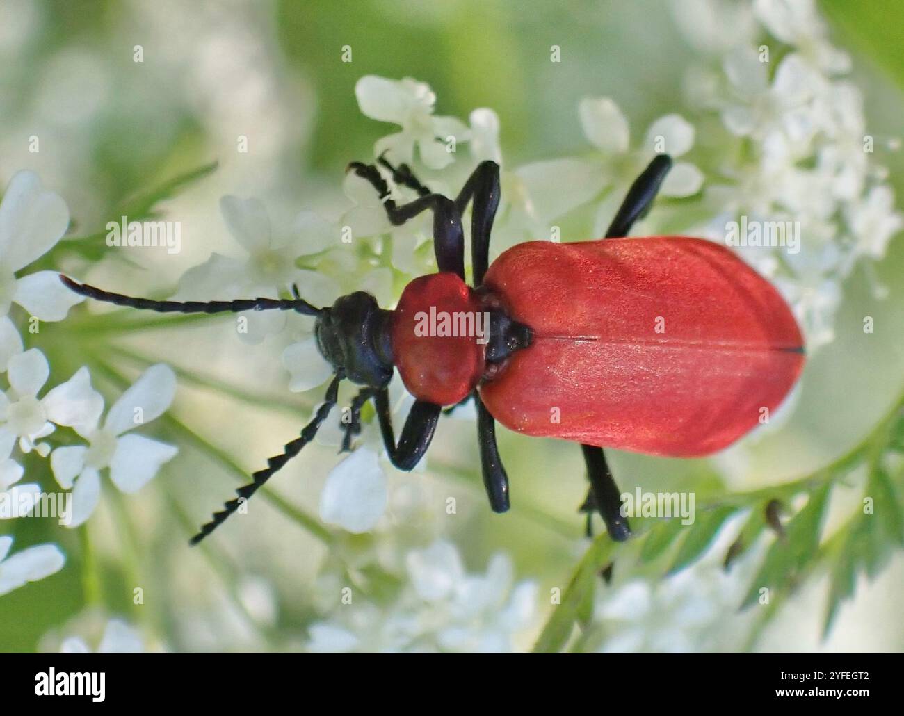 Black-headed Cardinal Beetle (Pyrochroa coccinea Stock Photo - Alamy