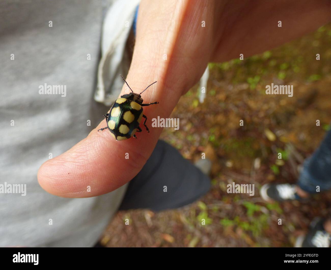 Wallisi hi-res stock photography and images - Alamy
