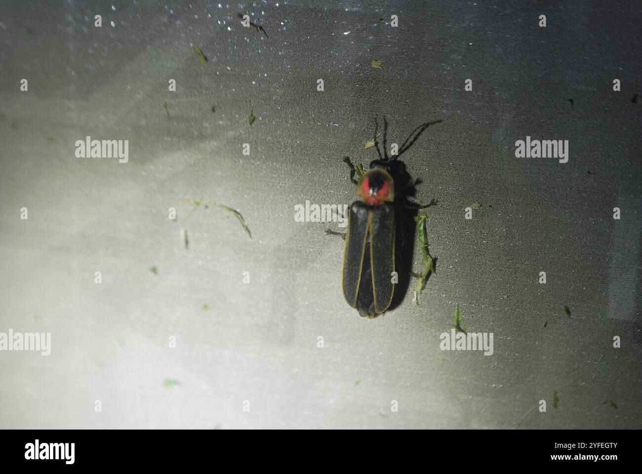 Common Eastern Firefly (Photinus pyralis Stock Photo - Alamy