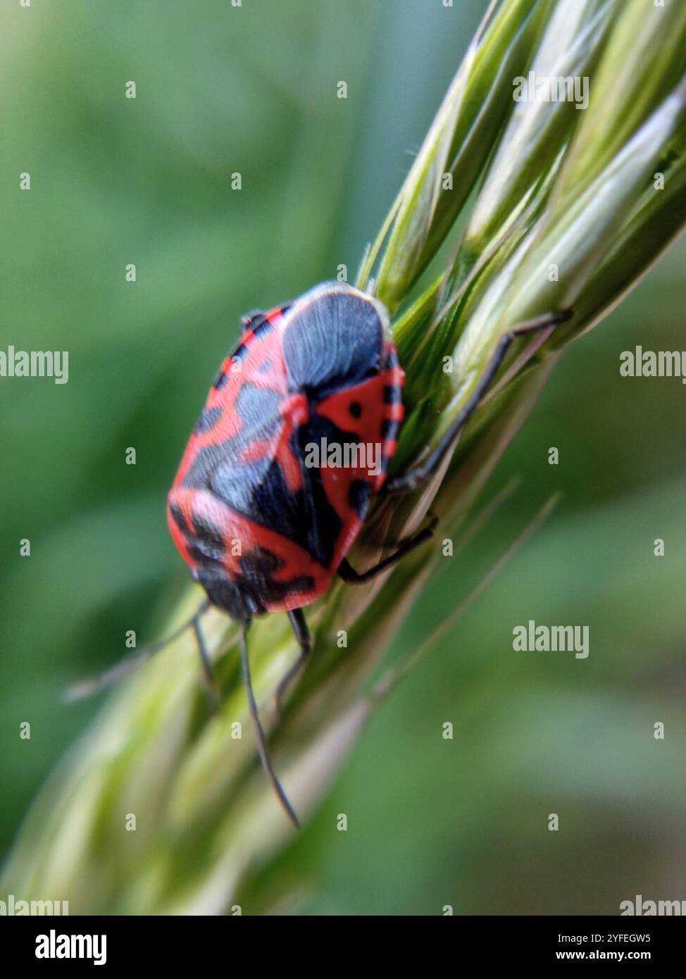 cruciferous bug (Eurydema ventralis Stock Photo - Alamy