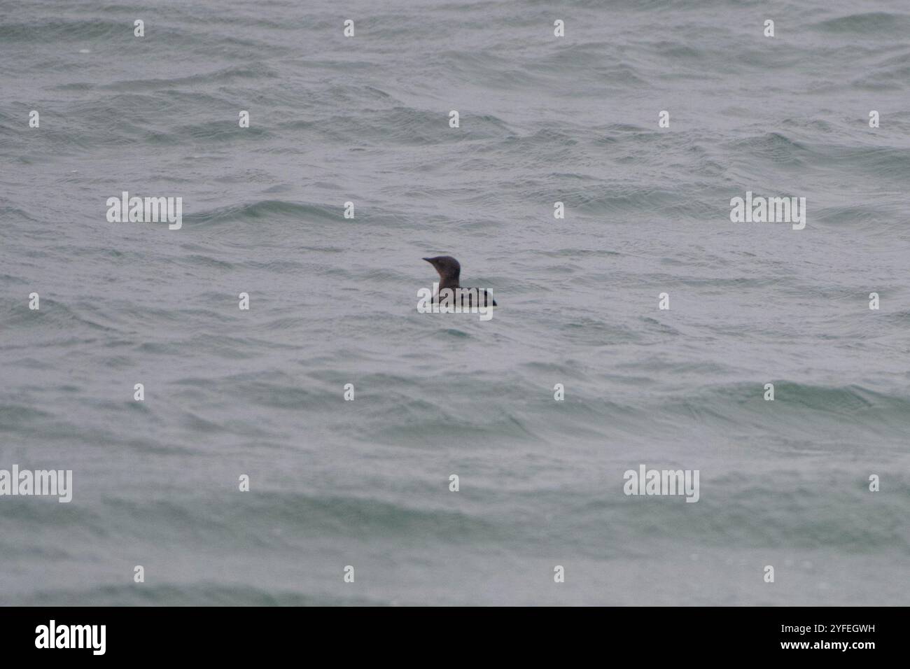 Marbled Murrelet (Brachyramphus marmoratus Stock Photo - Alamy