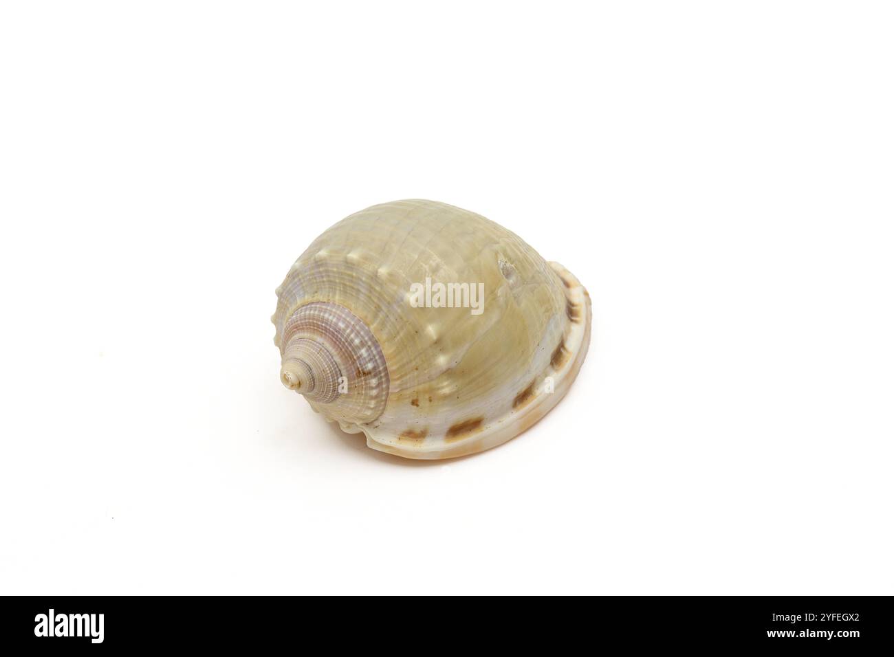 Empty snail shell decoration hi-res stock photography and images - Alamy
