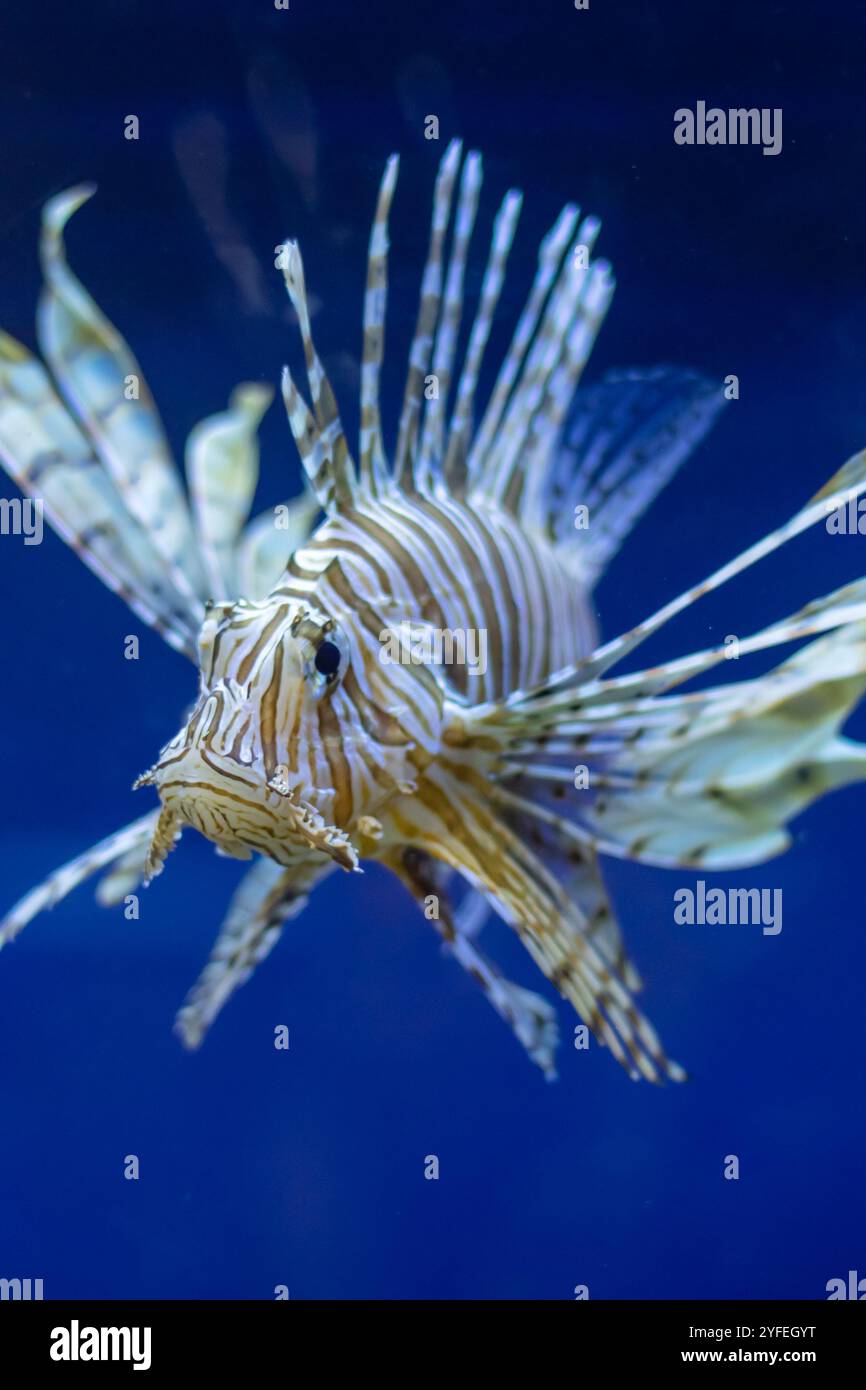 A fish that has an elongated tail is gracefully swimming through the ...