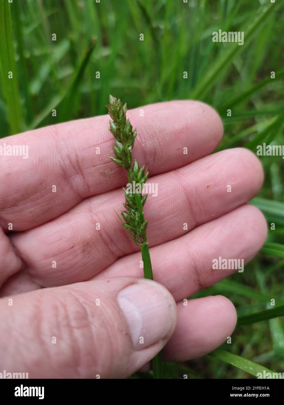 true sedges (Carex Stock Photo - Alamy