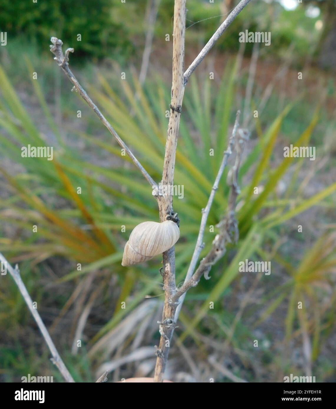 Ghost Bulimulus (Bulimulus bonariensis Stock Photo - Alamy