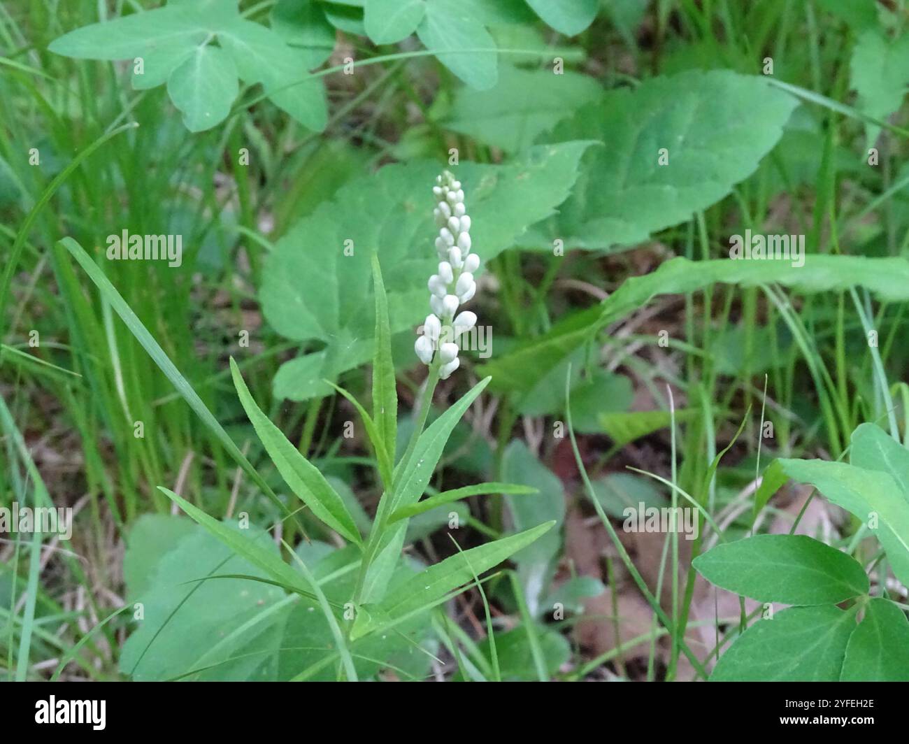 Seneca snakeroot (Senega officinalis Stock Photo - Alamy