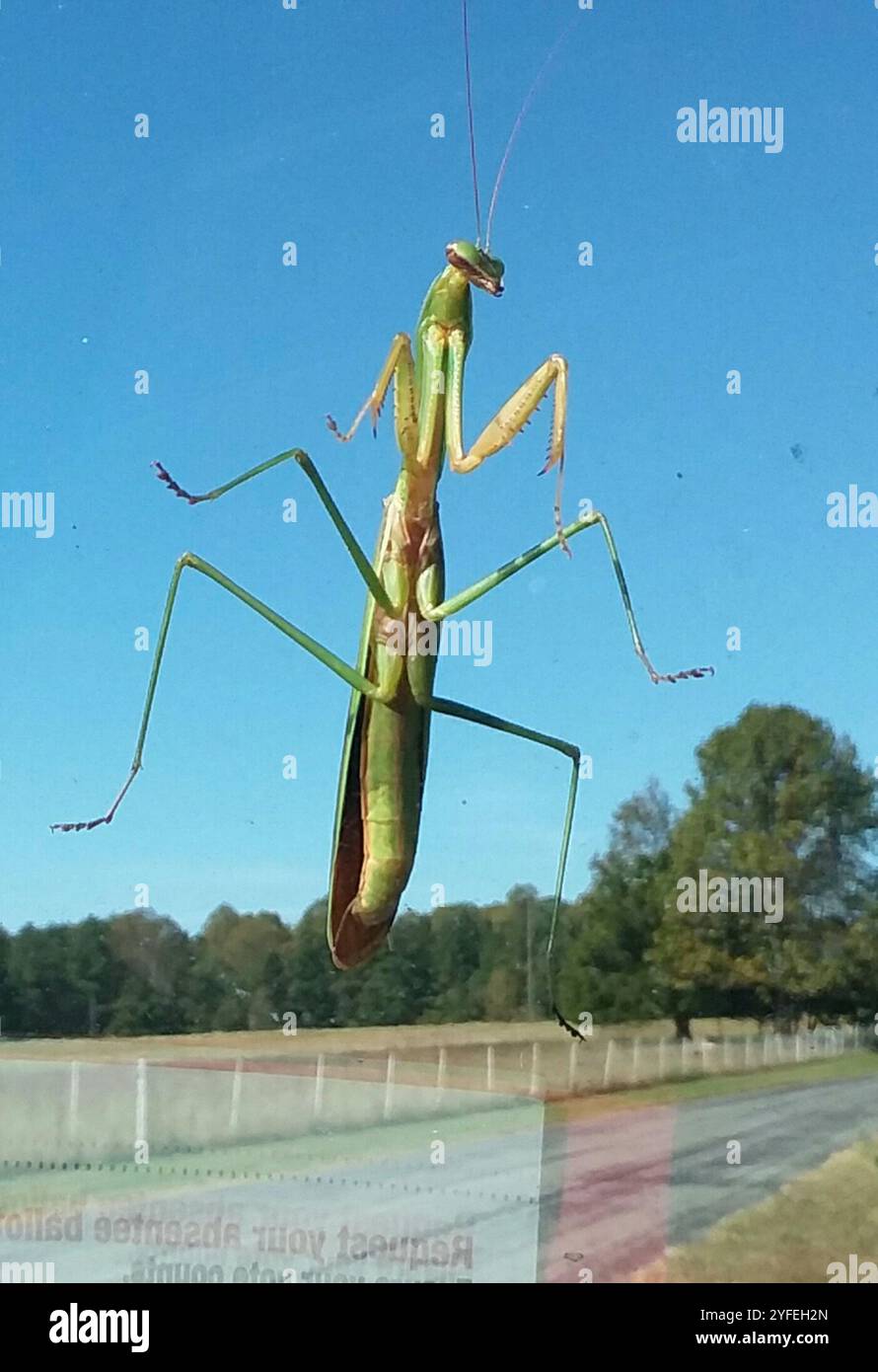 Chinese Mantis (Tenodera sinensis Stock Photo - Alamy