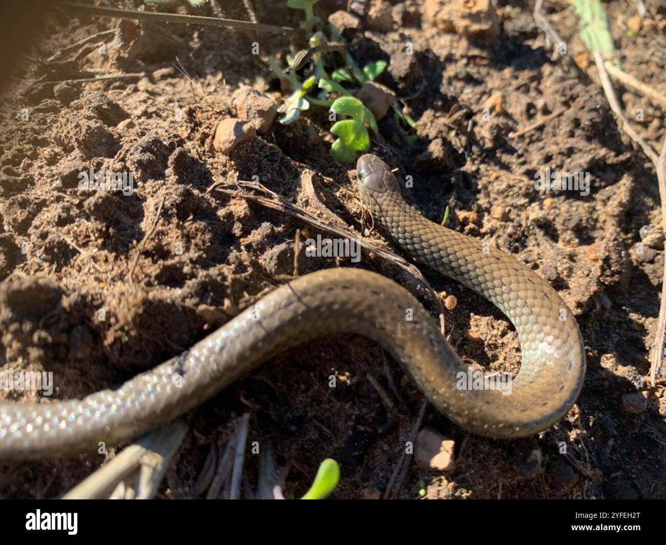 Common Slug-eater (Duberria lutrix Stock Photo - Alamy