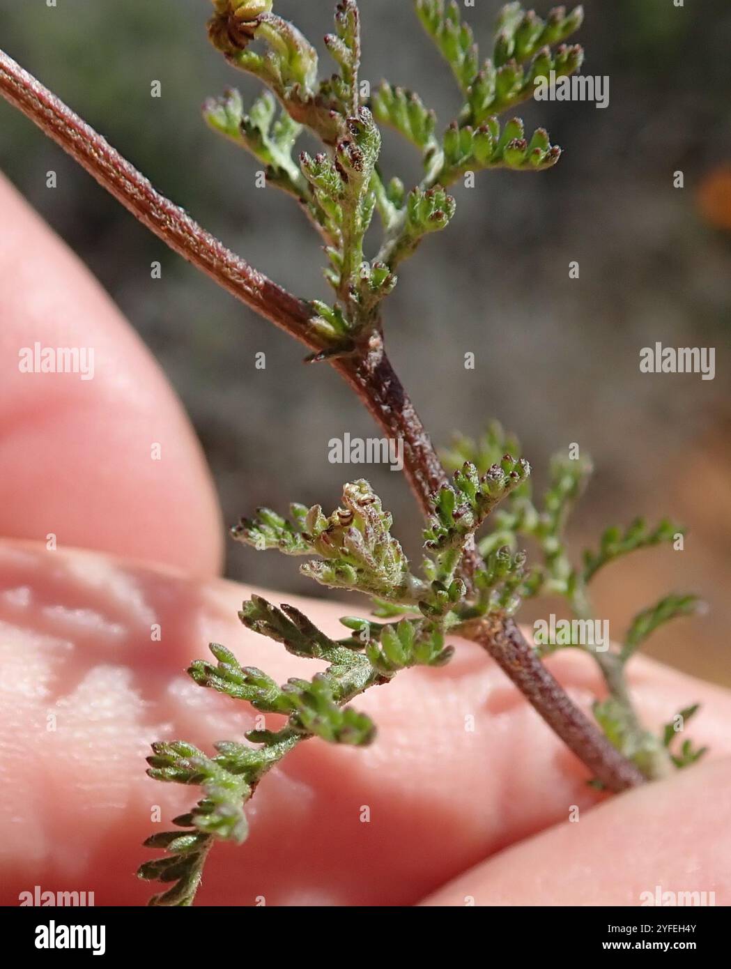 Grand Stinkweed (Oncosiphon grandiflorus Stock Photo - Alamy