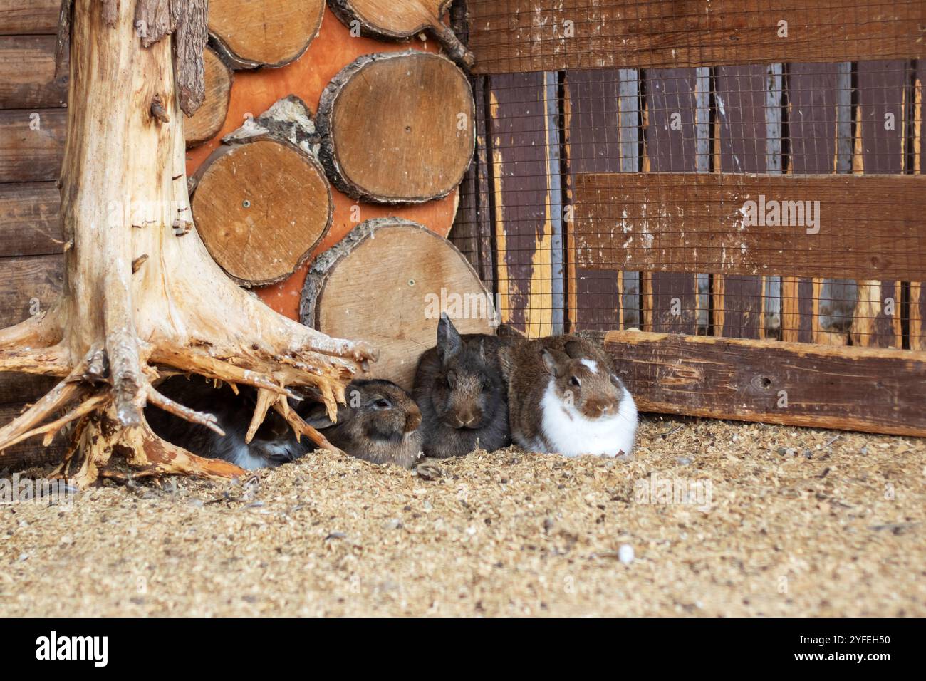 Three small rabbits are happily sitting in a large pile of wood chips ...