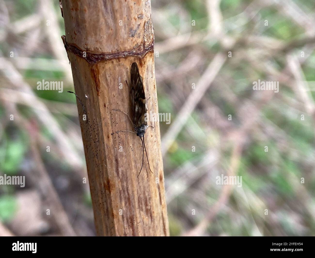 Grannom hi-res stock photography and images - Alamy