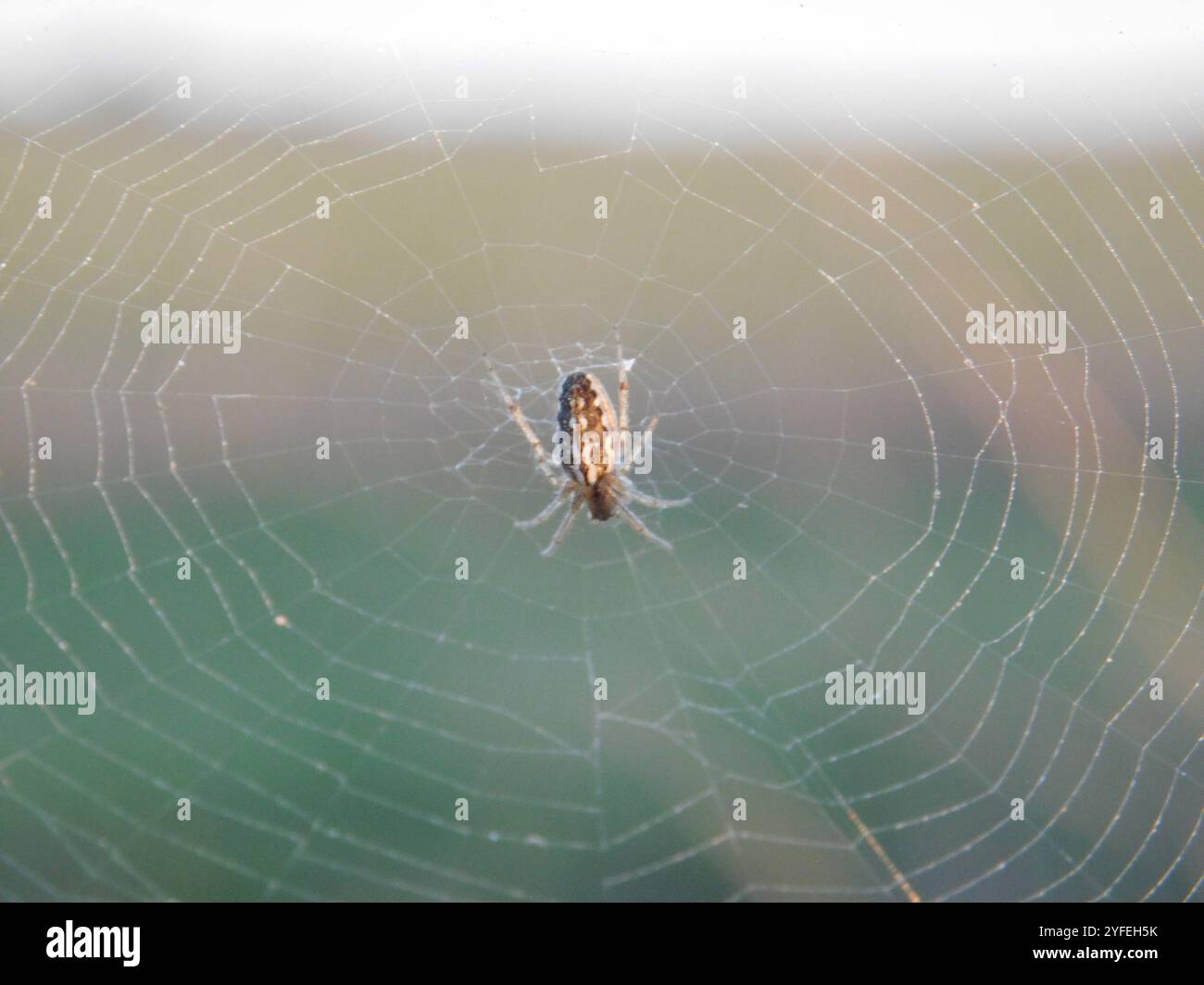 Grass Orb-web Spiders (Larinia Stock Photo - Alamy