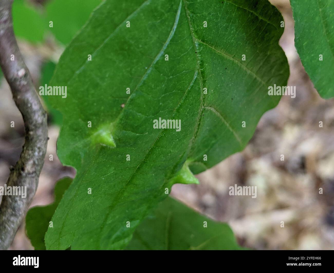 Witch-hazel Cone Gall Aphid (Hormaphis hamamelidis Stock Photo - Alamy