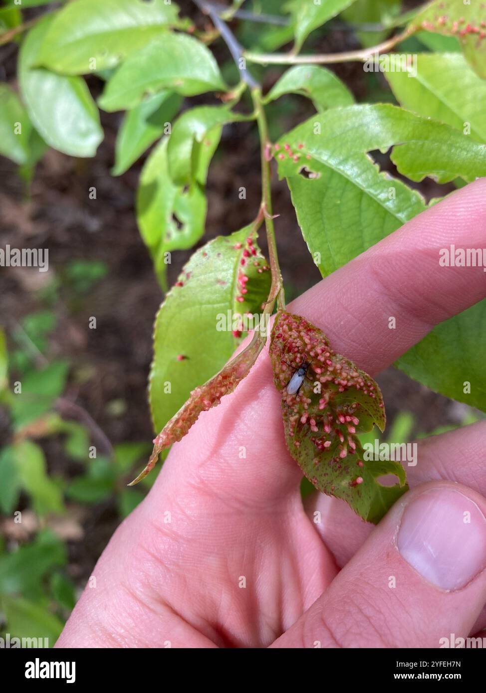 Dance Flies, Long-legged Flies, and Allies (Empidoidea Stock Photo - Alamy
