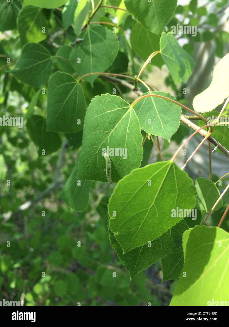 trembling aspen (Populus tremuloides Stock Photo - Alamy