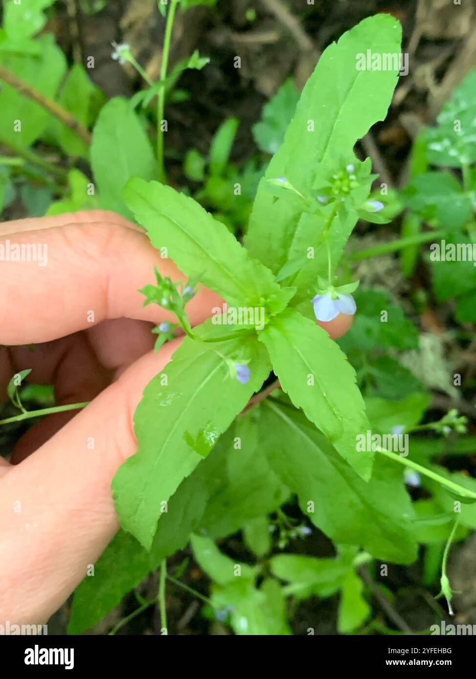 American brooklime (Veronica americana Stock Photo - Alamy