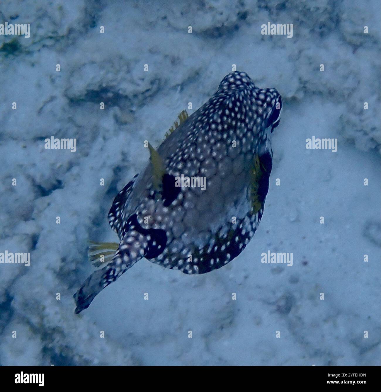 Smooth Trunkfish (Lactophrys triqueter Stock Photo - Alamy
