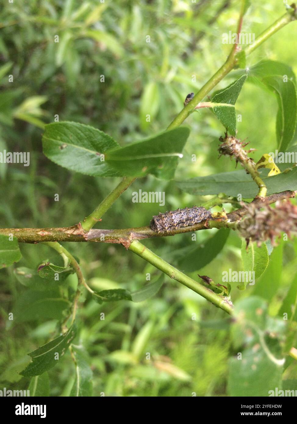 Didea fuscipes hi-res stock photography and images - Alamy