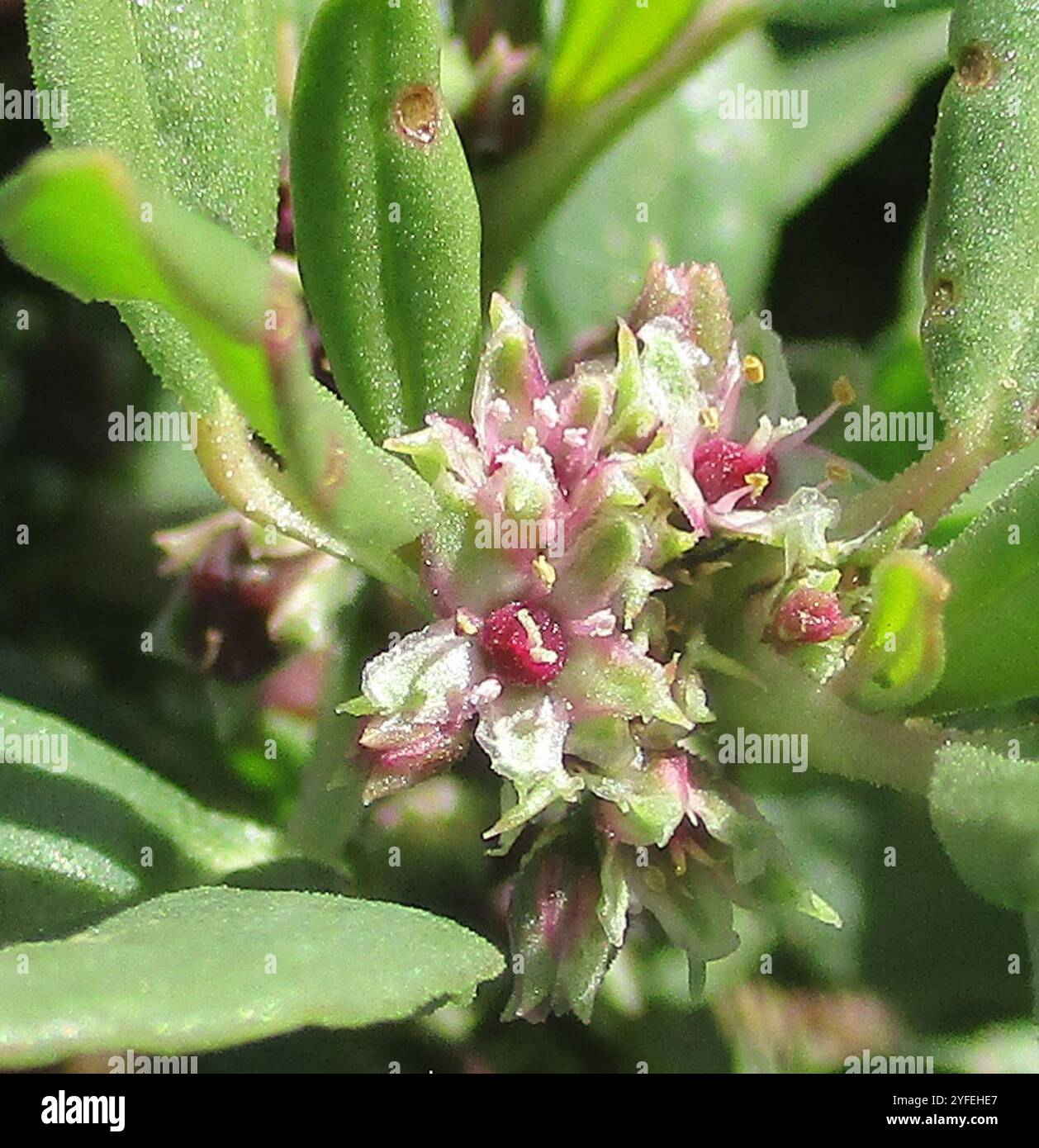 African Purslane (Zaleya pentandra Stock Photo - Alamy