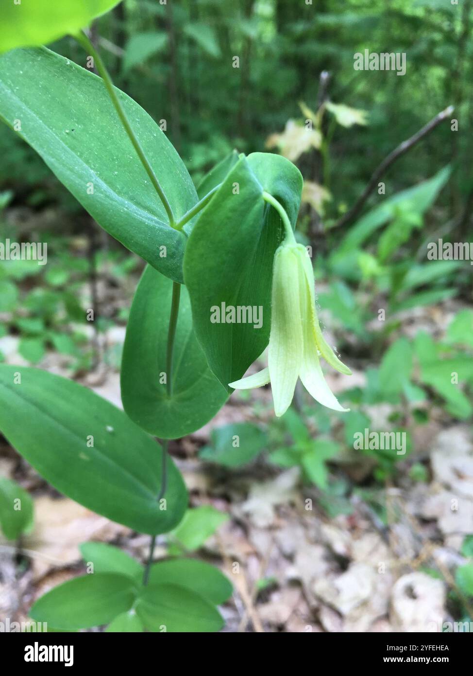 perfoliate bellwort (Uvularia perfoliata Stock Photo - Alamy
