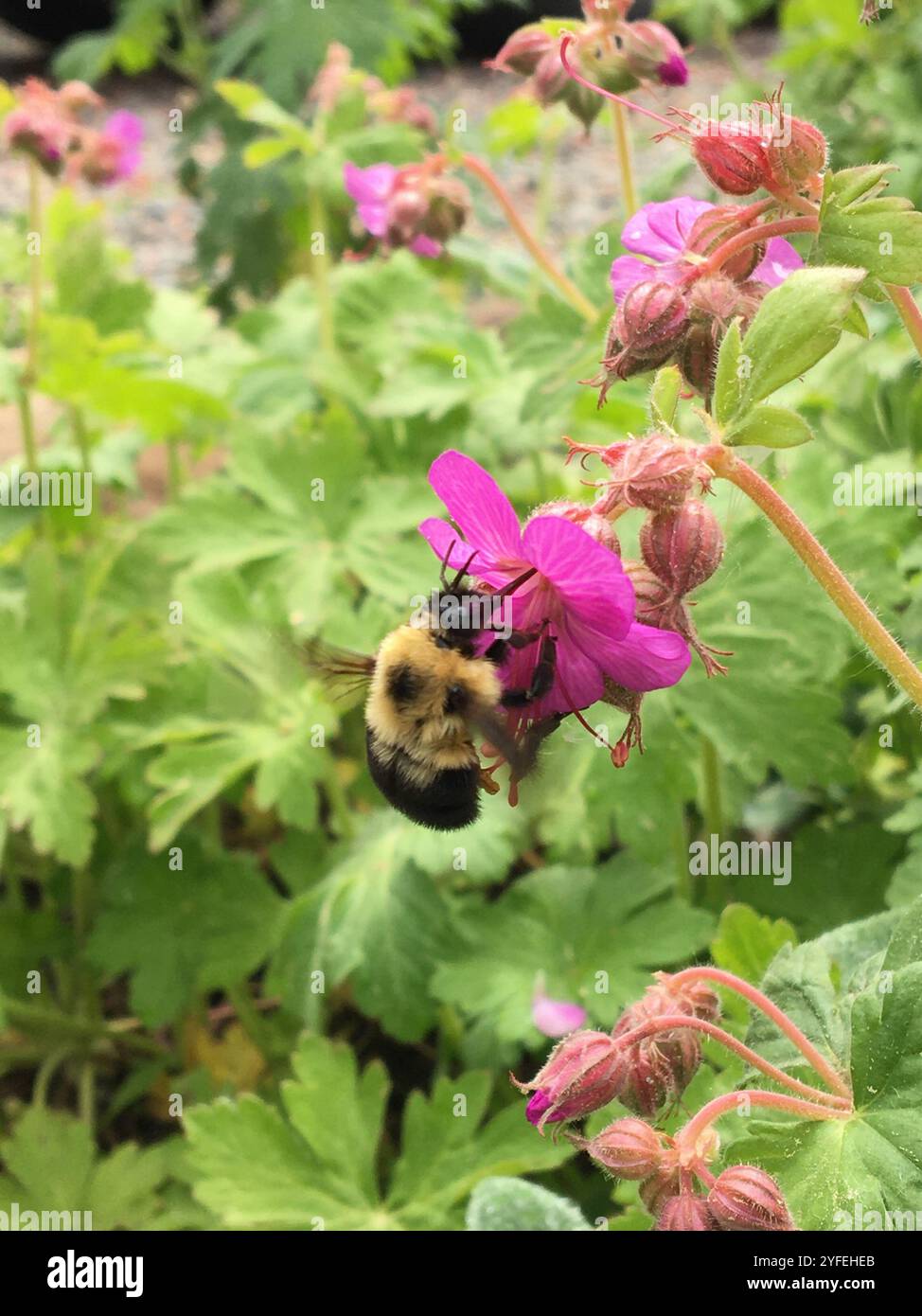 Two-spotted Bumble Bee (Bombus bimaculatus Stock Photo - Alamy