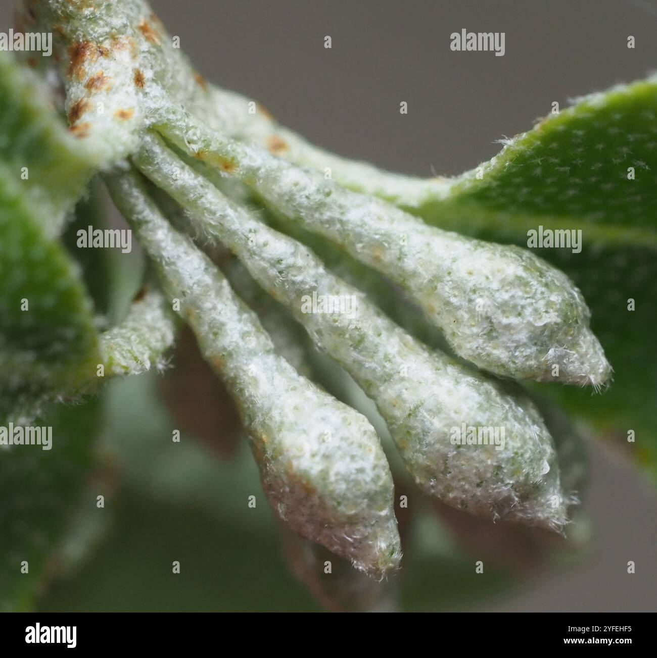 autumn olive (Elaeagnus umbellata Stock Photo - Alamy