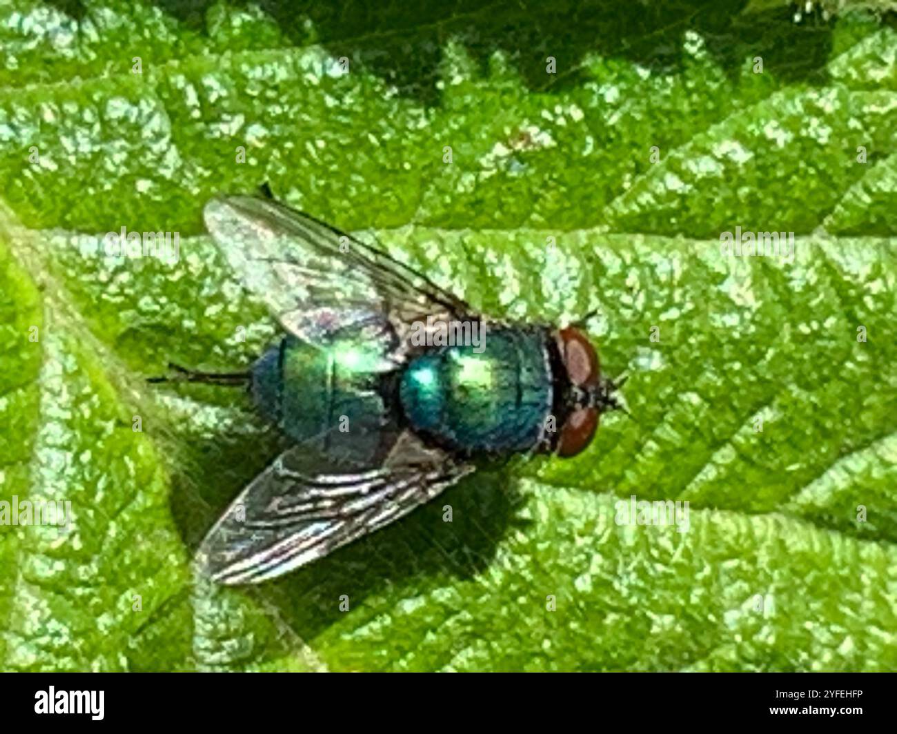 Greenbottle Flies (Lucilia Stock Photo - Alamy