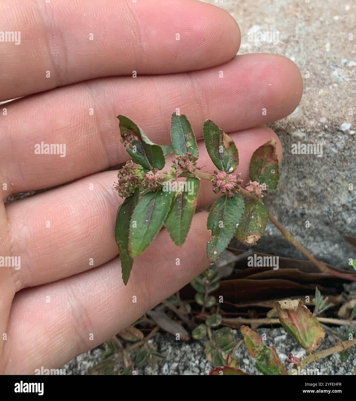 Asthma plant (Euphorbia hirta Stock Photo - Alamy